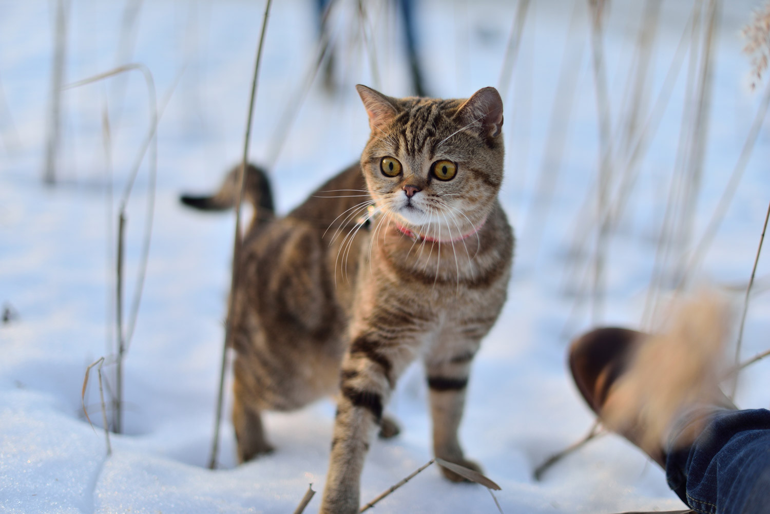 From Russia with paws – Adventure Cats