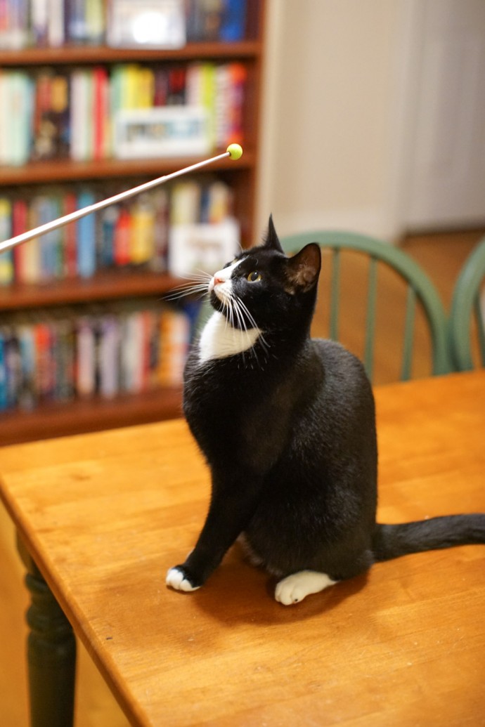 How to clicker train your cat – Adventure Cats