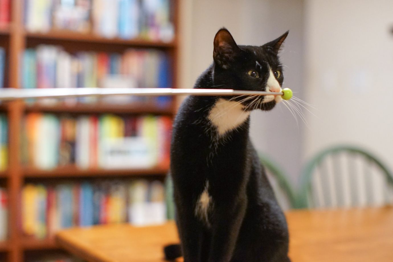How to clicker train your cat – Adventure Cats