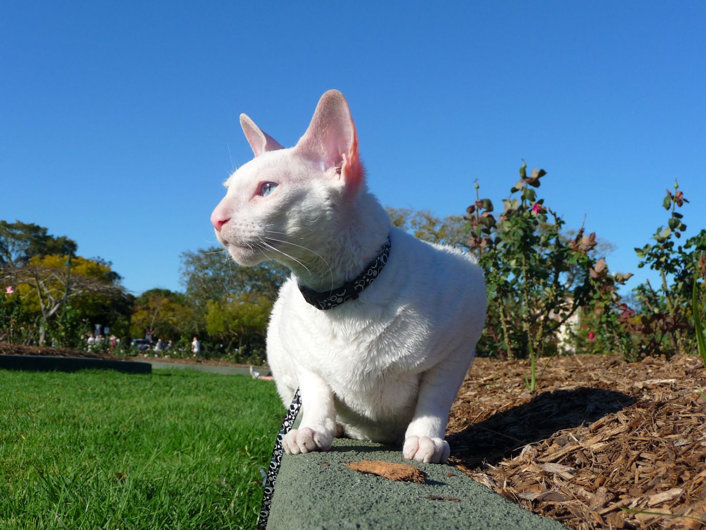 Does your cat need sunscreen? – Adventure Cats