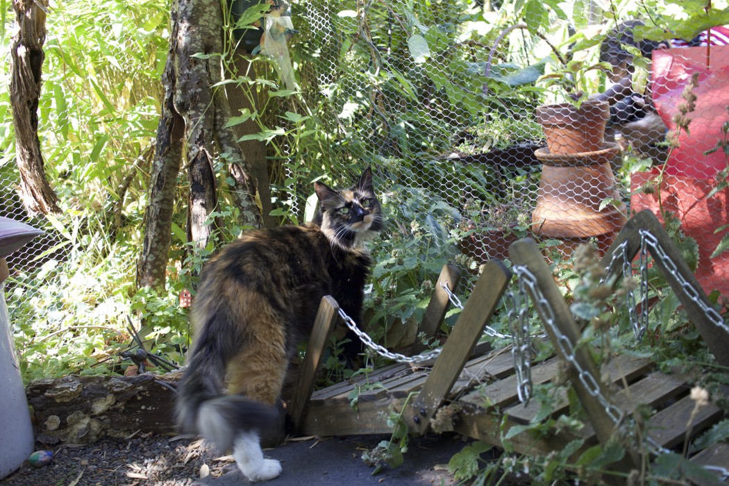 Catios: A safe way to enjoy nature – Adventure Cats