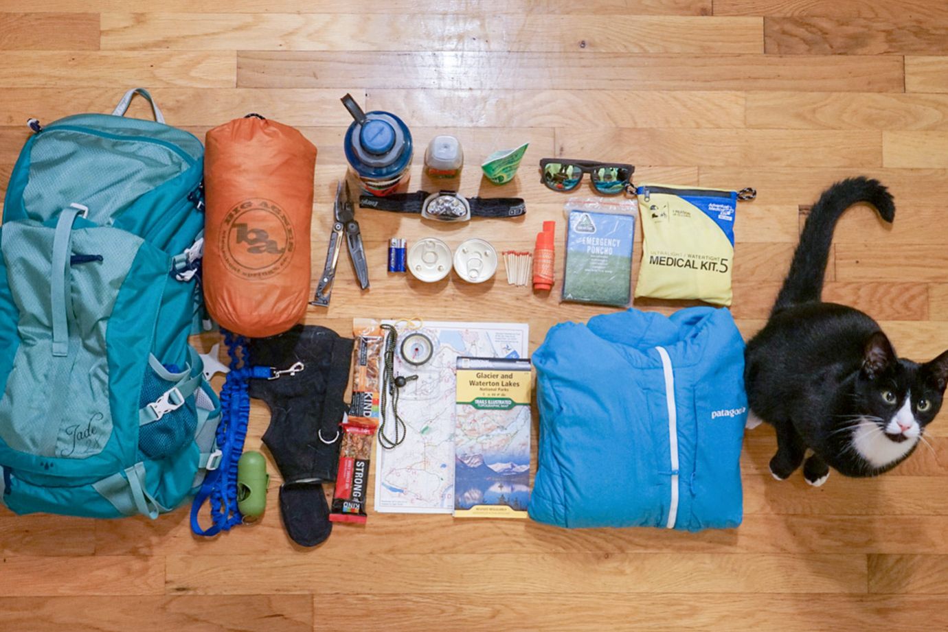 What to pack: 14 essentials for hiking and camping with a cat ...