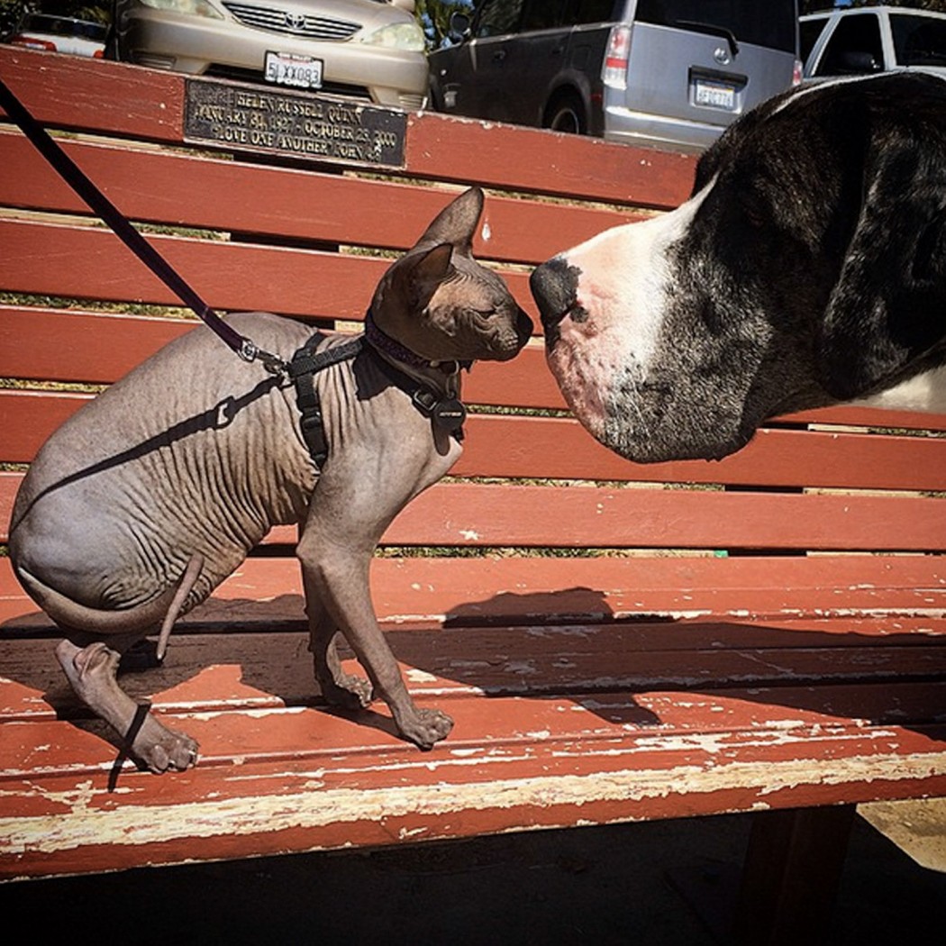 Omar the spunky Sphynx gives dogs a run for the money – Adventure Cats