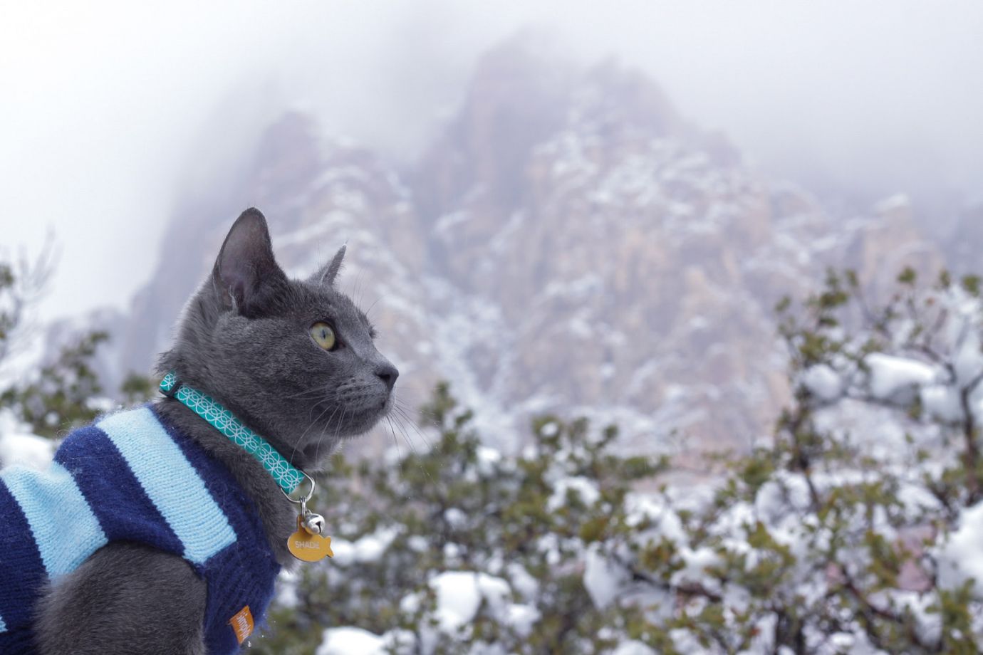 Could your cat be an adventure cat? – Adventure Cats