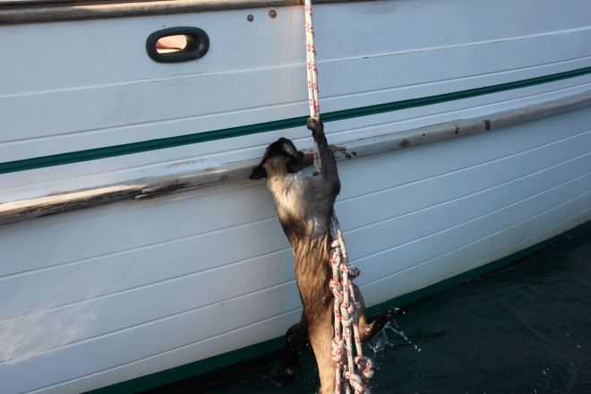 Meet Bailey Boat Cat: Feline admiral with a French passport