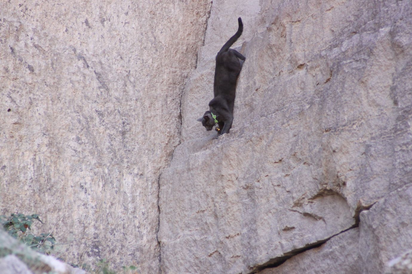 'Crag kitty' enjoys the view from the top – Adventure Cats