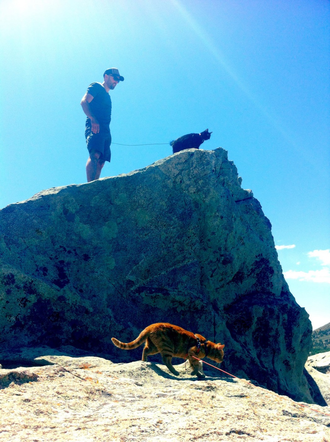 7 tips for climbers bringing cats to the crag – Adventure Cats