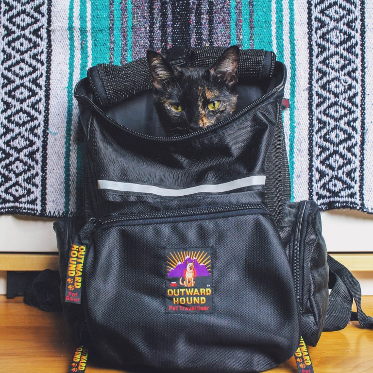 What backpacks are best for cats? – Adventure Cats