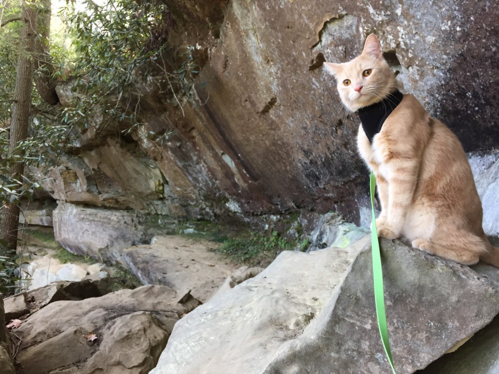 Meet Michigan's most courageous cat – Adventure Cats