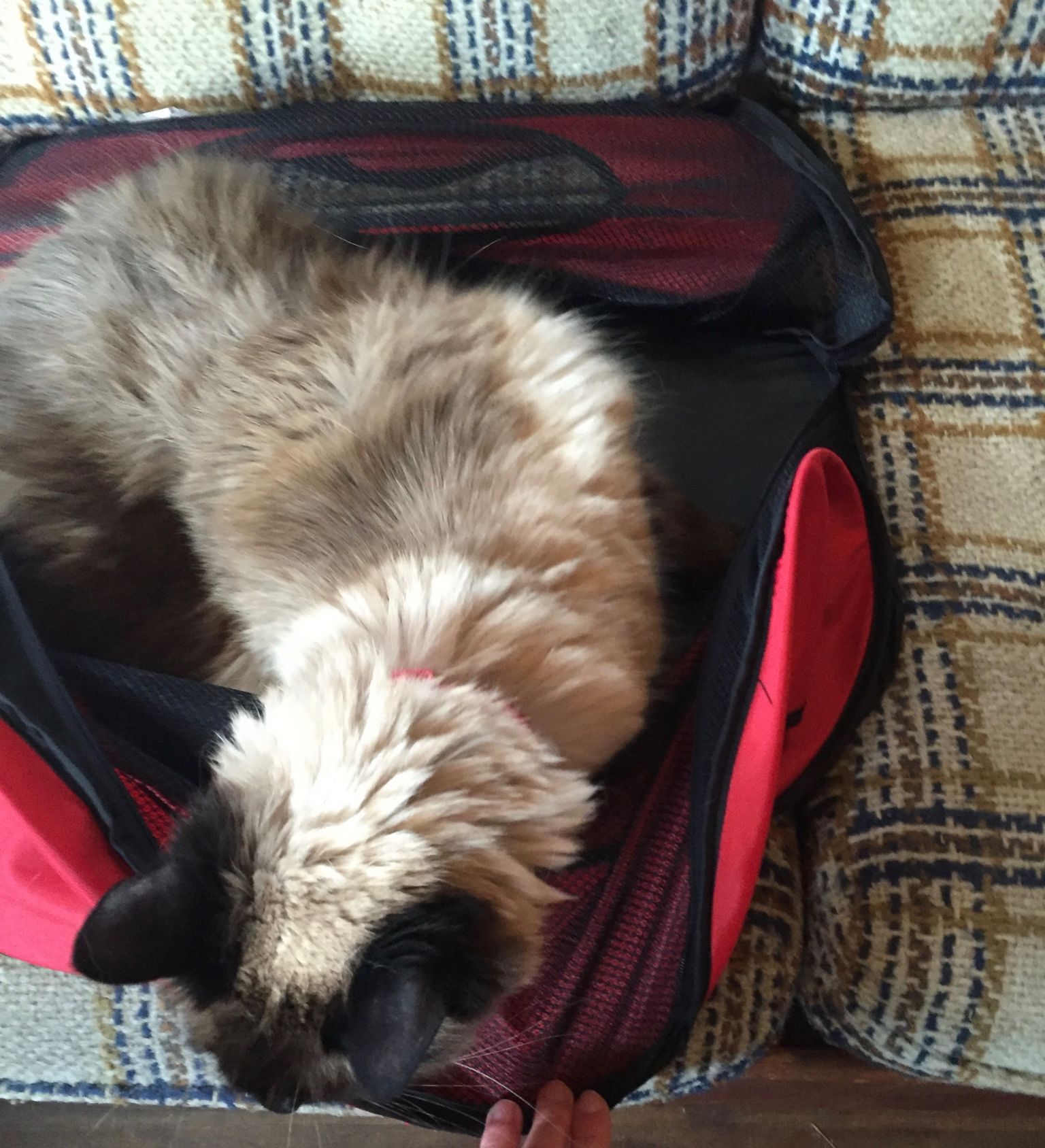 Ahoy, kitty! My cat’s first time aboard the sailboat – Adventure Cats