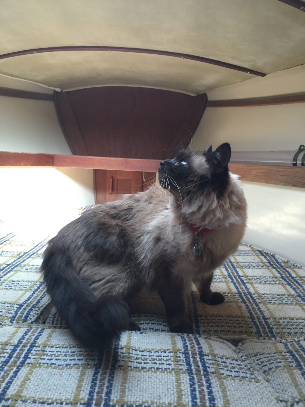 Ahoy, kitty! My cat’s first time aboard the sailboat – Adventure Cats