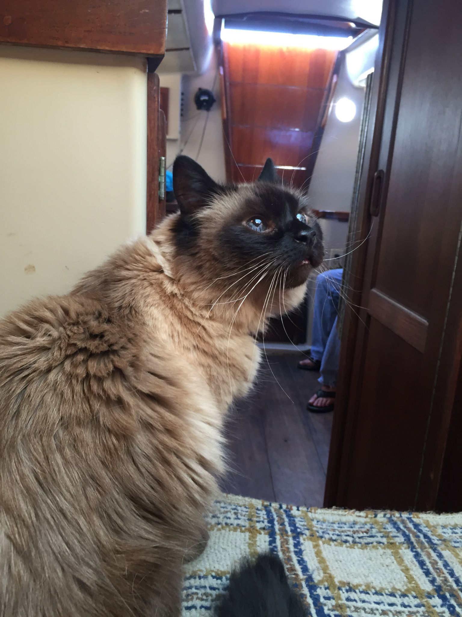 Ahoy, kitty! My cat’s first time aboard the sailboat – Adventure Cats