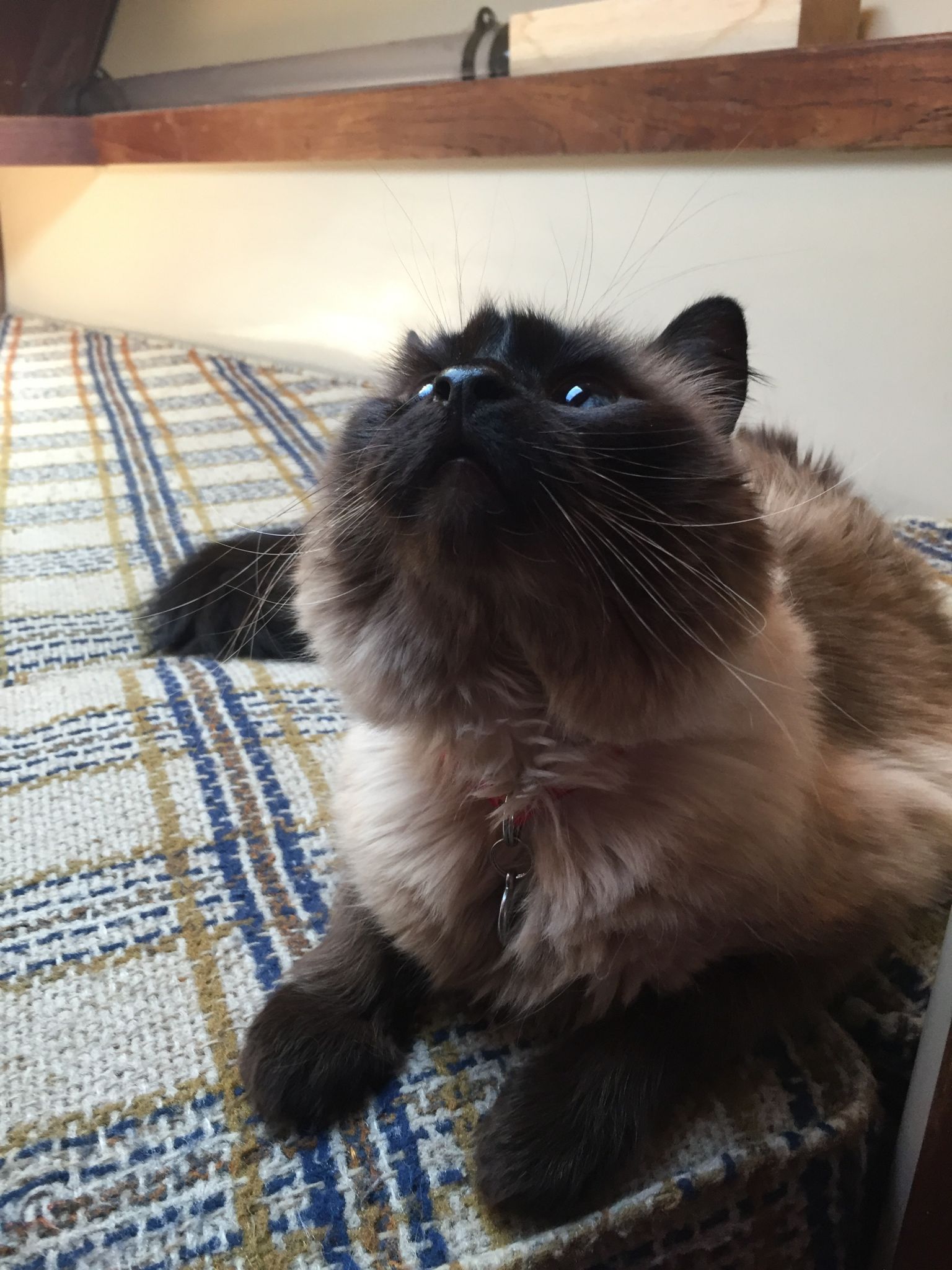 Ahoy, kitty! My cat’s first time aboard the sailboat – Adventure Cats