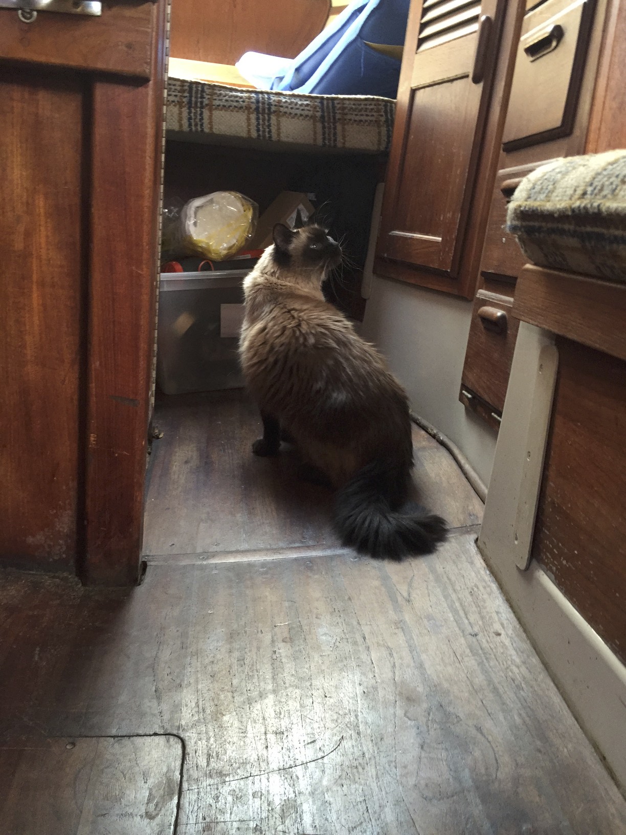 Ahoy, kitty! My cat’s first time aboard the sailboat – Adventure Cats