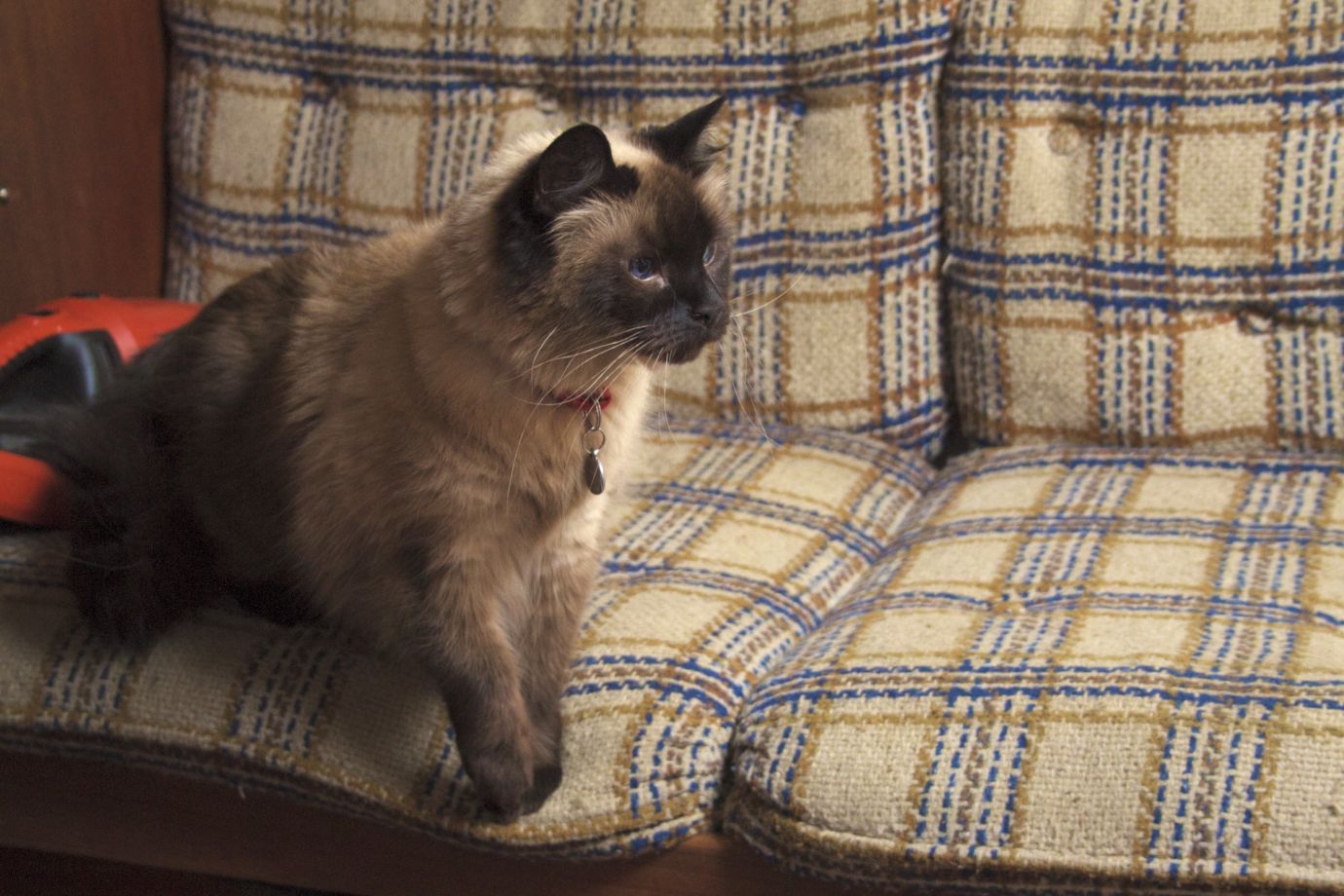 Ahoy, kitty! My cat’s first time aboard the sailboat – Adventure Cats