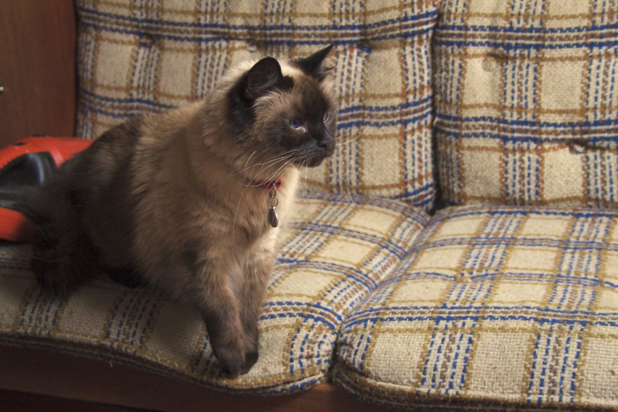 Ahoy, kitty! My cat’s first time aboard the sailboat – Adventure Cats