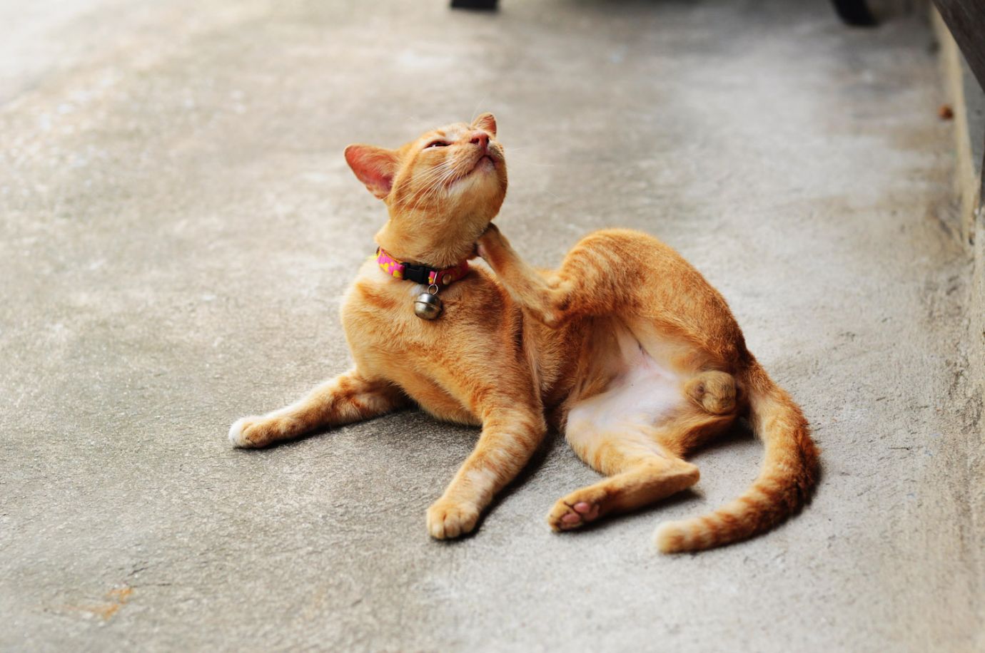 How to protect your cat from fleas, ticks and mosquitoes – Adventure Cats