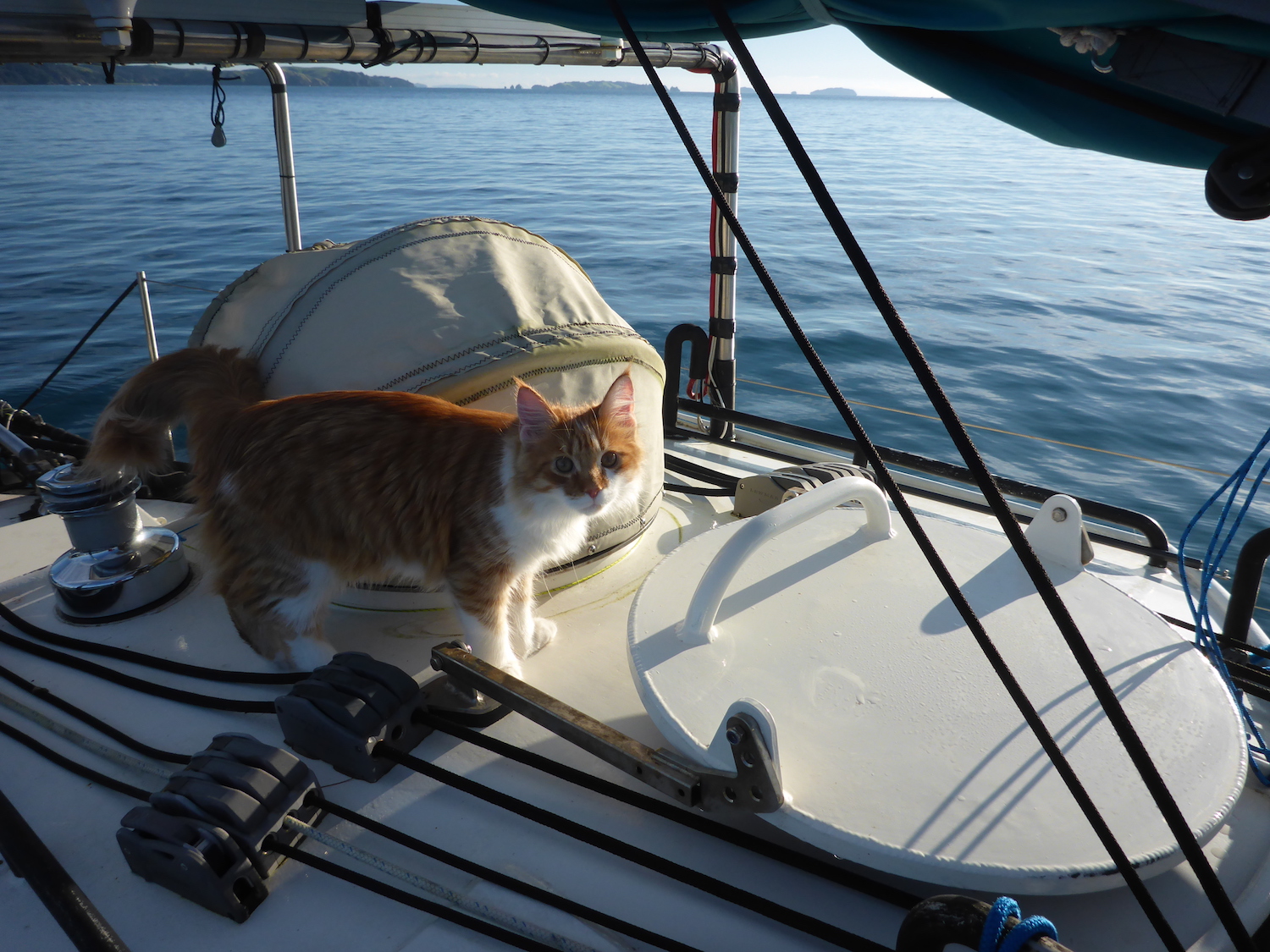Maine Coon acts as deaf sailor's ears at sea – Adventure Cats