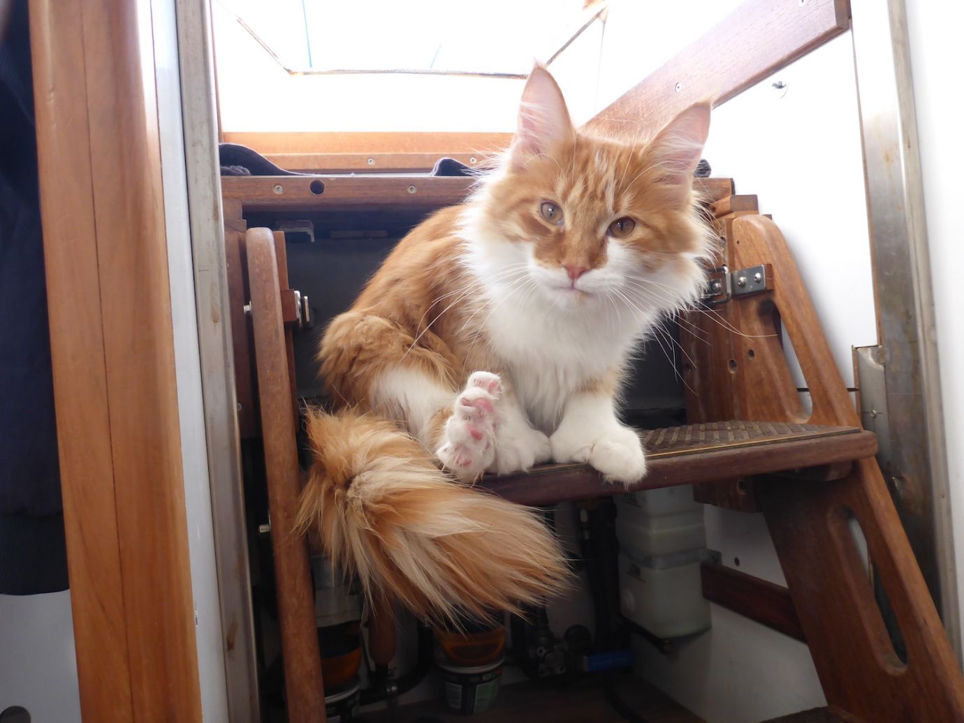 Maine Coon acts as deaf sailor's ears at sea – Adventure Cats