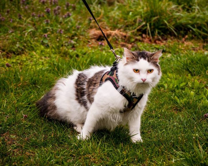 National Park Service hosts its first cat hike – Adventure Cats