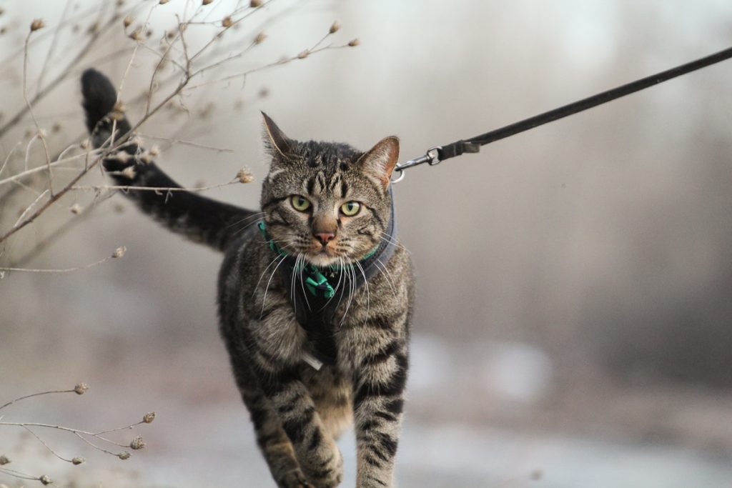 Winter, spring summer or fall – Jasper the adventure cat does it all