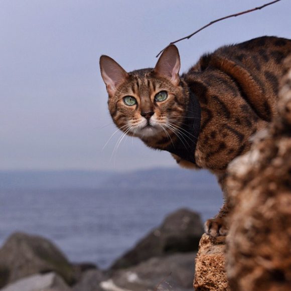 Romeo could 'pawsibly' be the most interesting cat in the world ...