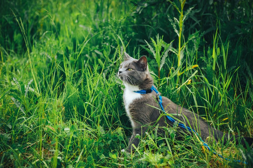 3 ways to tap into your cat's wild side – Adventure Cats