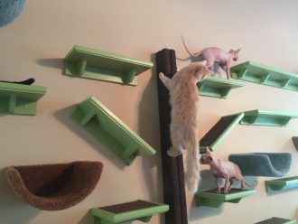 Simple ways to add feline-friendly vertical space – Adventure Cats