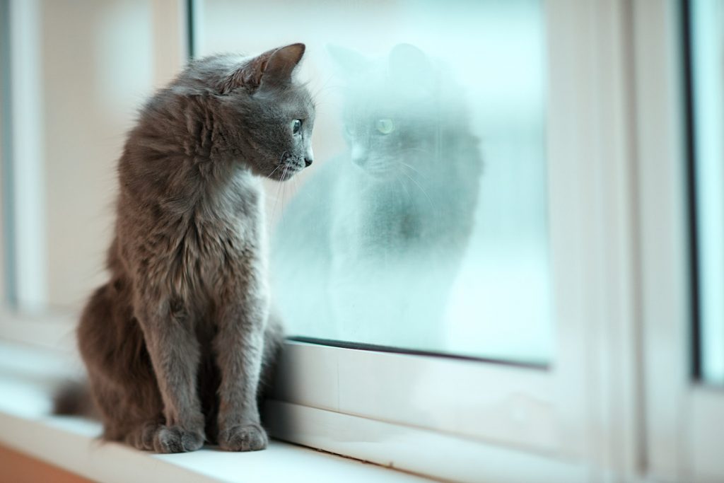 Vet shares tips for enriching indoor cats' lives – Adventure Cats