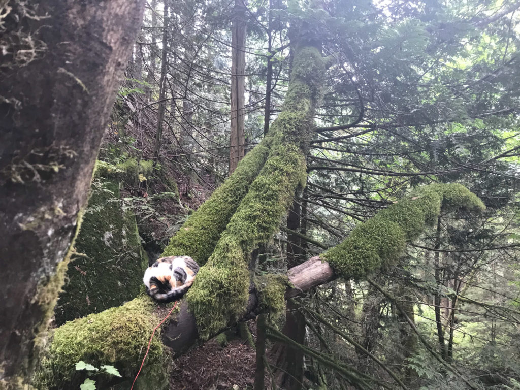 7 tips for climbers bringing cats to the crag – Adventure Cats