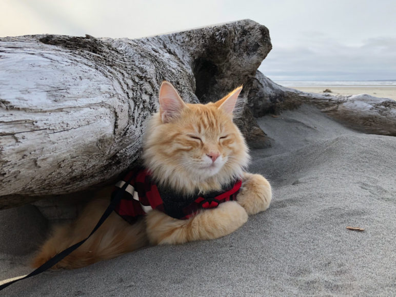 All-terrain tabby is at home on sand, soil, snow – Adventure Cats