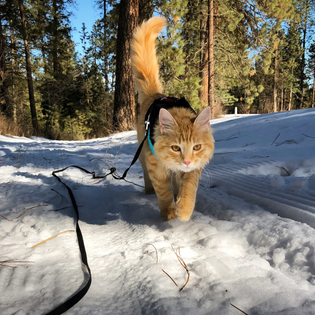 All-terrain tabby is at home on sand, soil, snow – Adventure Cats