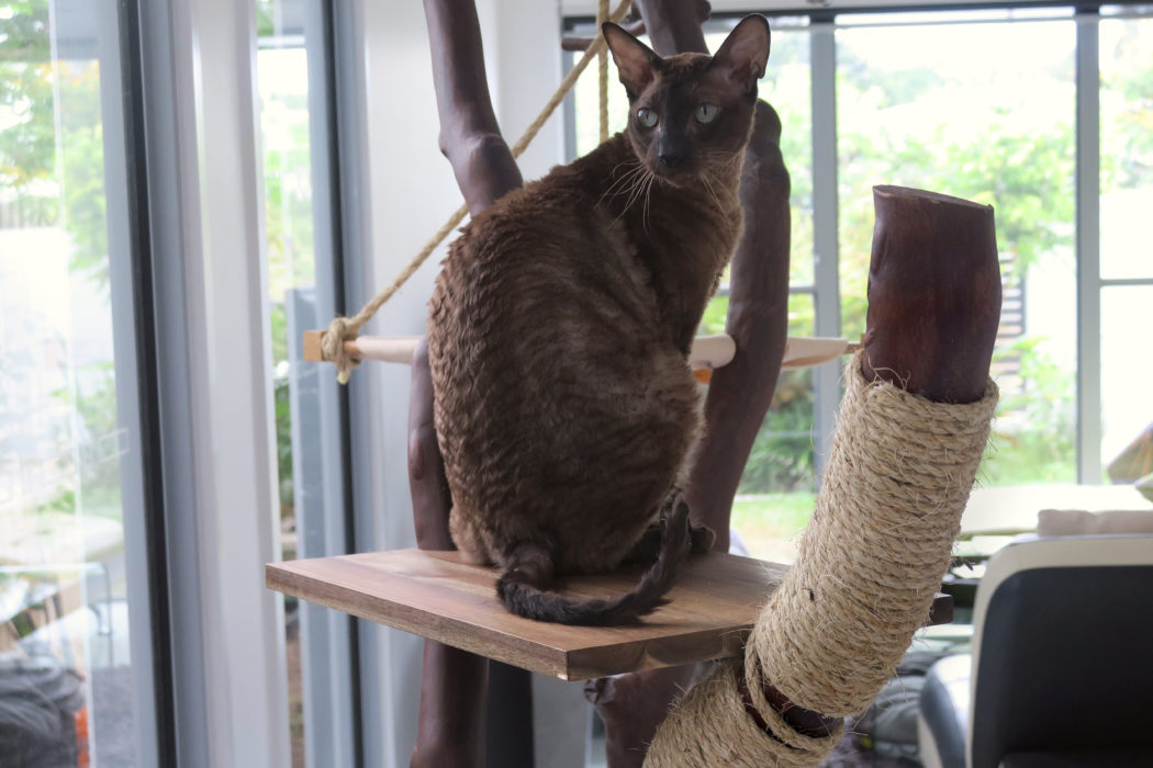 This DIY cat tree is truly a work of art – Adventure Cats
