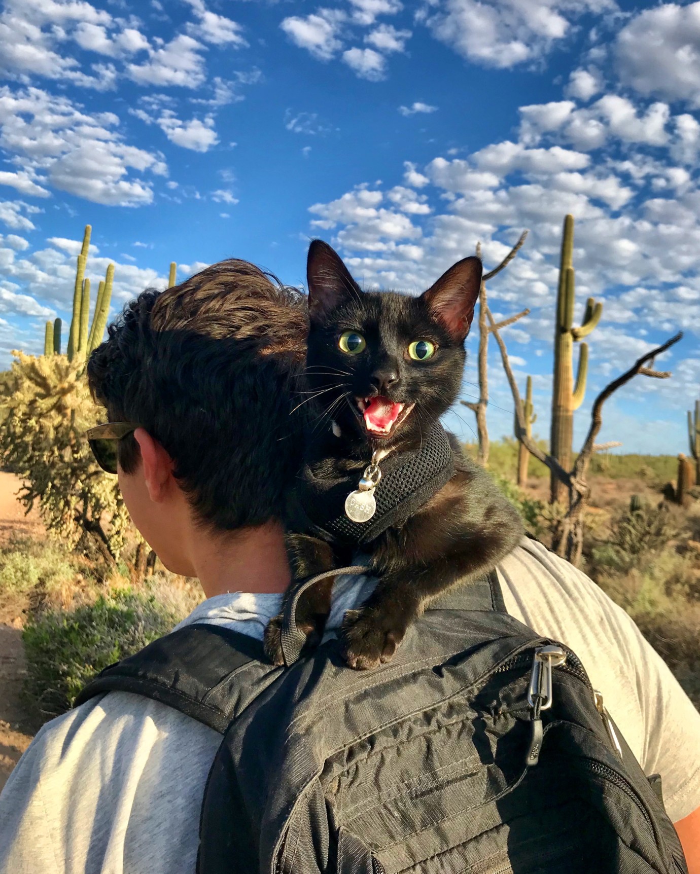 This cat will 'cash' you in the wilds of Arizona – Adventure Cats