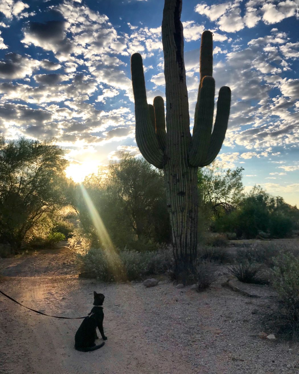 This cat will 'cash' you in the wilds of Arizona – Adventure Cats