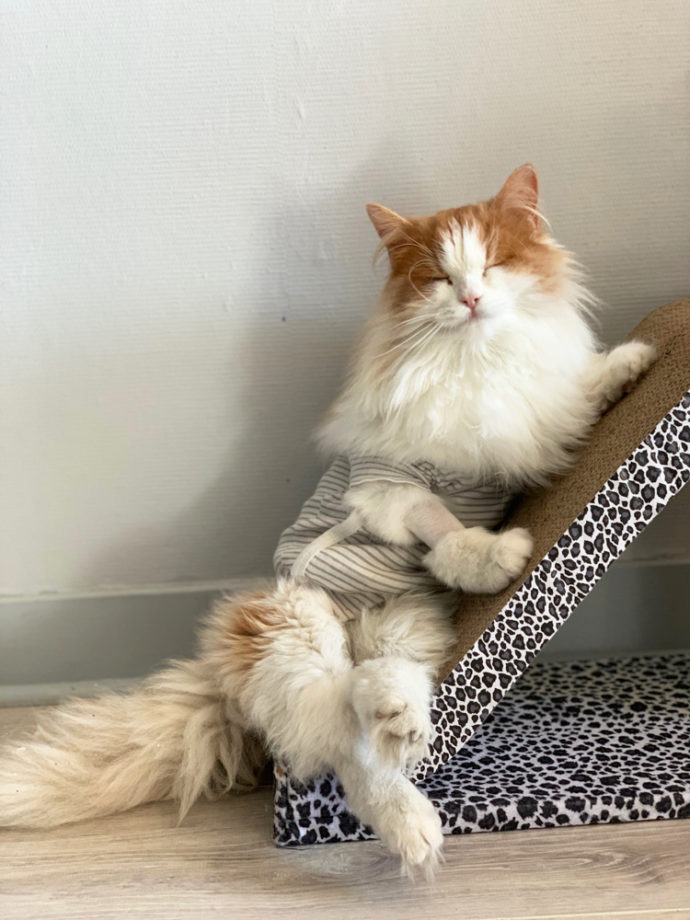 Cats with disabilities can adventure, too – Adventure Cats