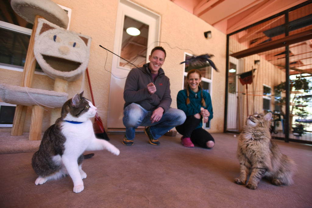 Adventures for every kitty — at home and in the shelter – Adventure Cats