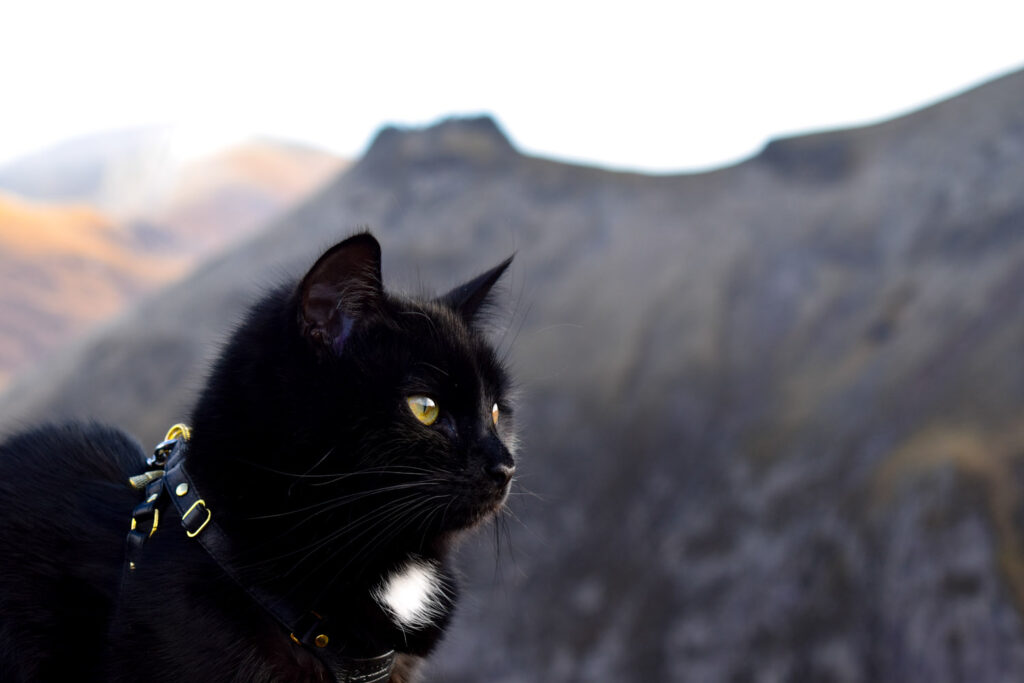 Adventure Cats - Living Nine Lives to the Fullest