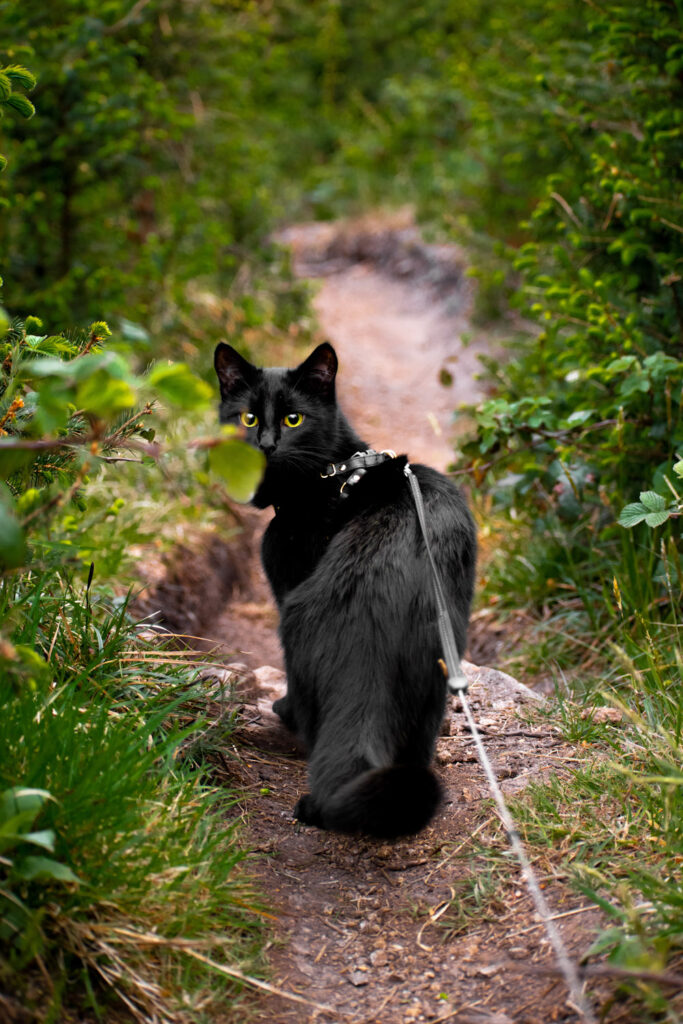 Explore Ireland with the 'Meowjestic' Mila – Adventure Cats