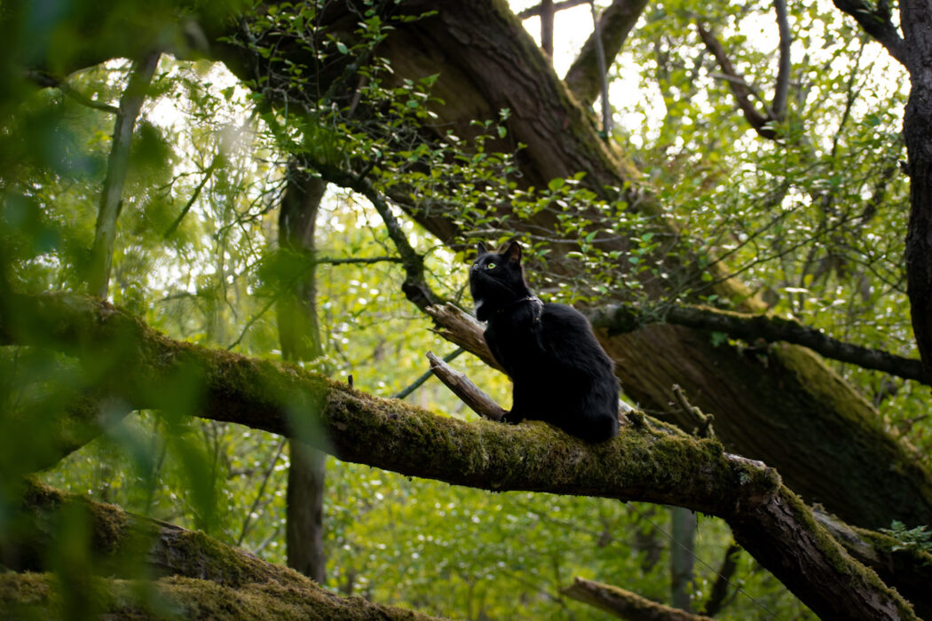 Explore Ireland with the 'Meowjestic' Mila – Adventure Cats