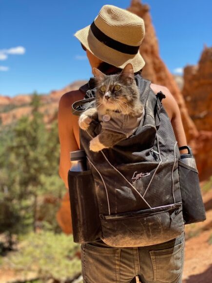 Check out the backpack designed for true adventure cats – Adventure Cats