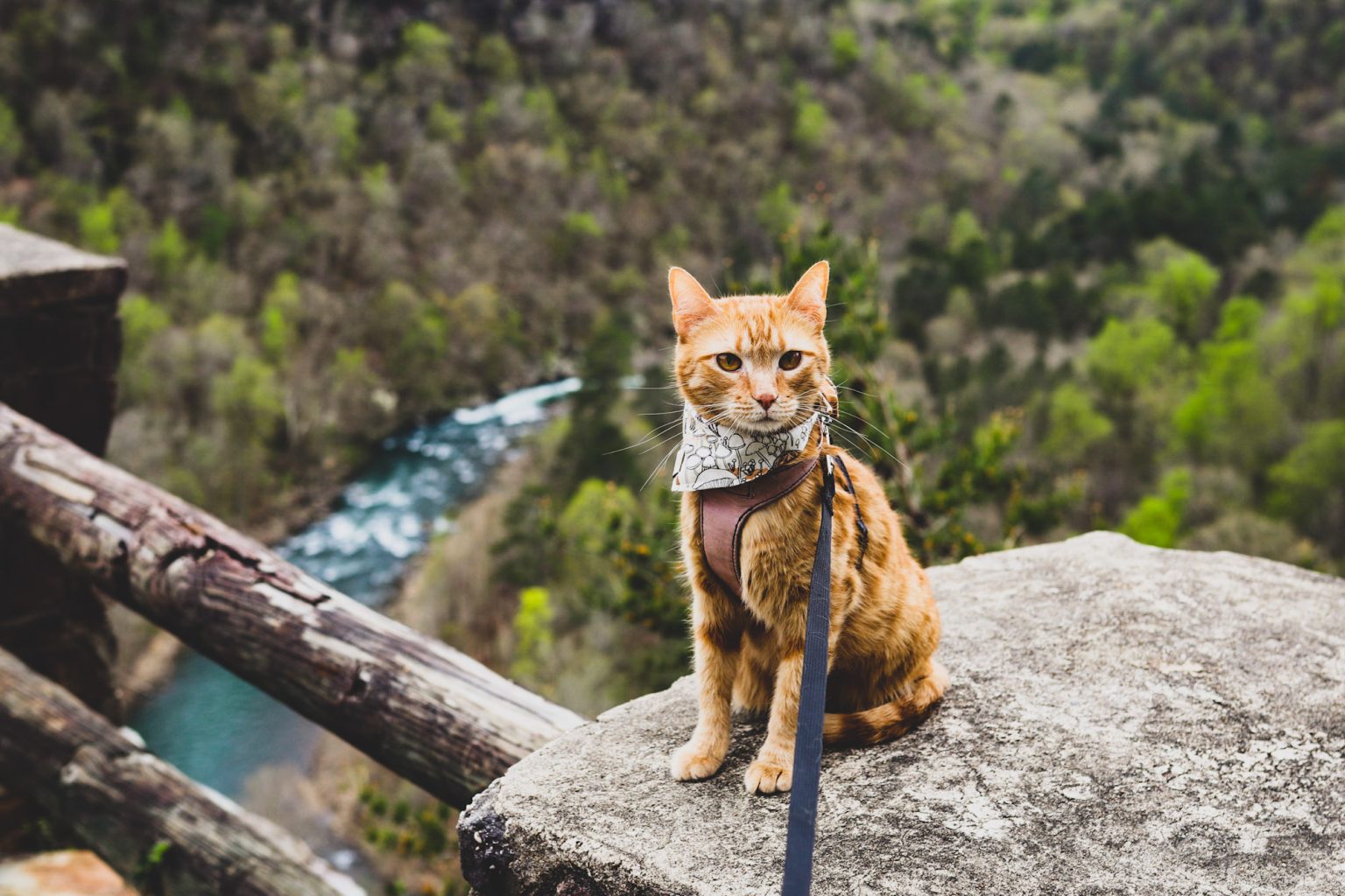 Adventure Cats - Living Nine Lives to the Fullest